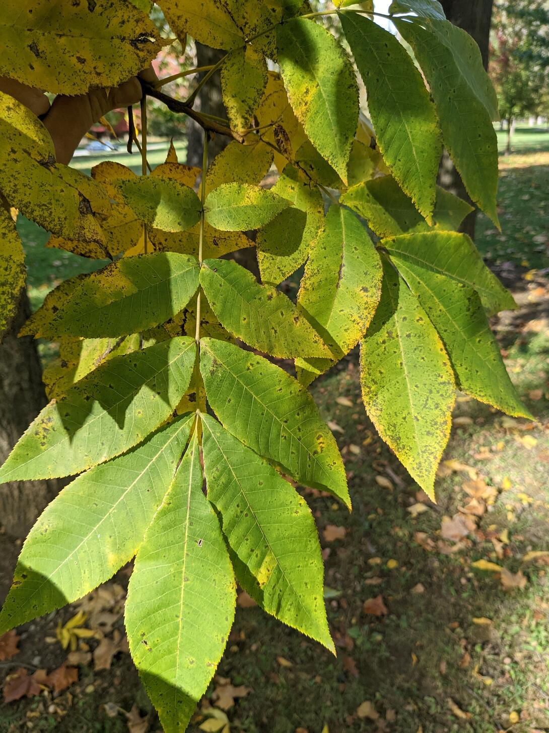 Bitternut Hickory | CMP Tree Selection Tool